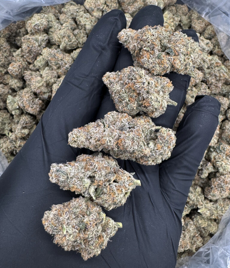 New Money by Maven Genetics – Hybrid – Super Rare – Exotic Blooms RVA ...